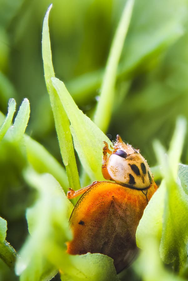 Ladybug in the Grass stock photo. Image of spring, spotted - 49100832