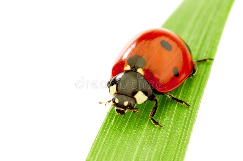 Ladybug in Grass stock image. Image of warm, light, element - 4138545