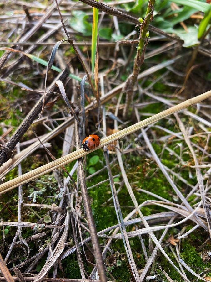 Ladybug on the grass stock image. Image of green, nature - 258067617