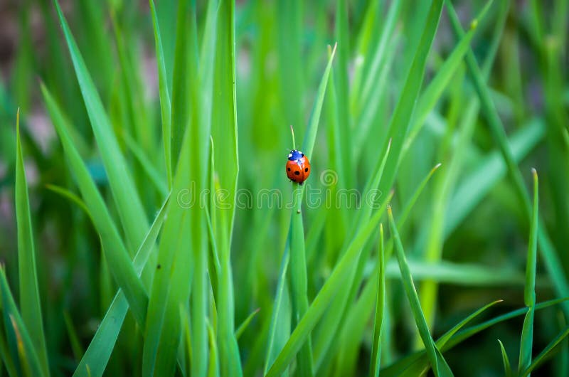Ladybug on the grass 2 stock image. Image of small, insect - 36700011