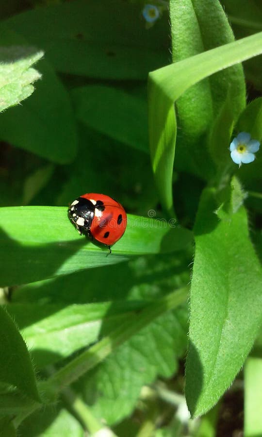 Ladybug on the grass stock photo. Image of holidays, green - 88459234