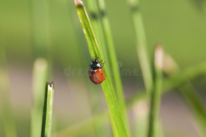 Ladybug on a grass stock photo. Image of blade, ladybird - 149097998