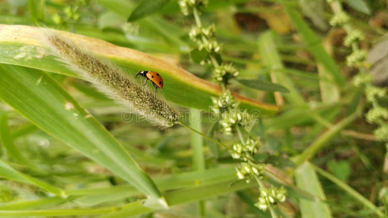 Ladybug on Grass Macro Picture Stock Image - Image of spring, fresh ...