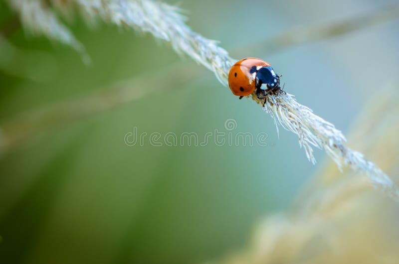 Ladybug in grass stock photo. Image of wildlife, spring - 125367152