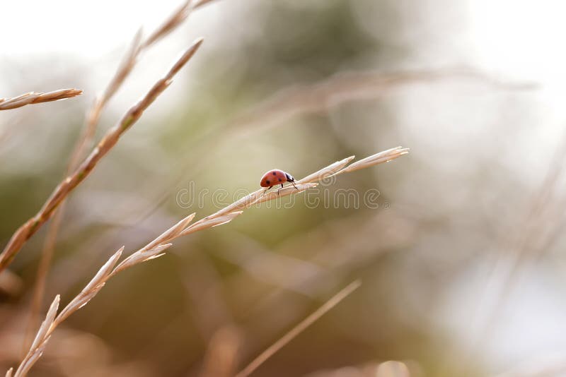 Ladybug in Grass stock image. Image of warm, light, element - 4138545
