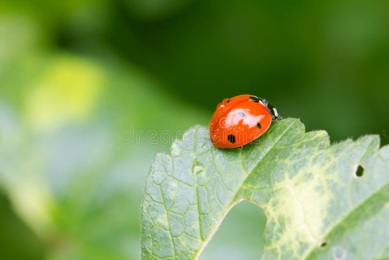 Ladybug in the Grass in Nature. Macro Stock Image - Image of animal ...