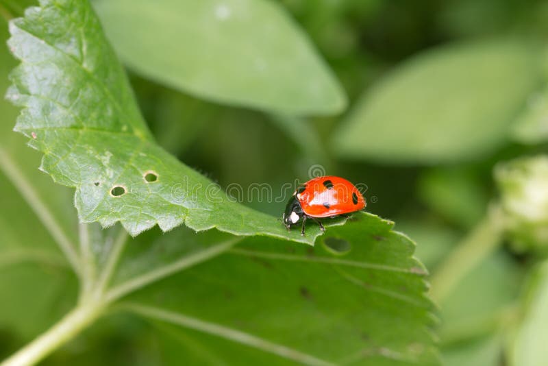 Ladybug in the Grass in Nature. Macro Stock Image - Image of closeup ...