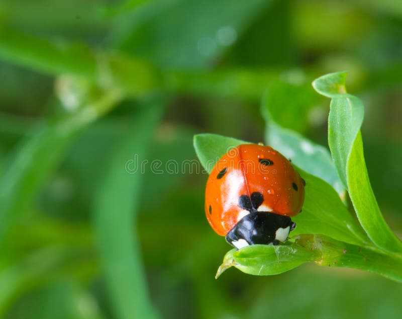 Ladybug in the Grass in Nature. Macro Stock Image - Image of detail ...