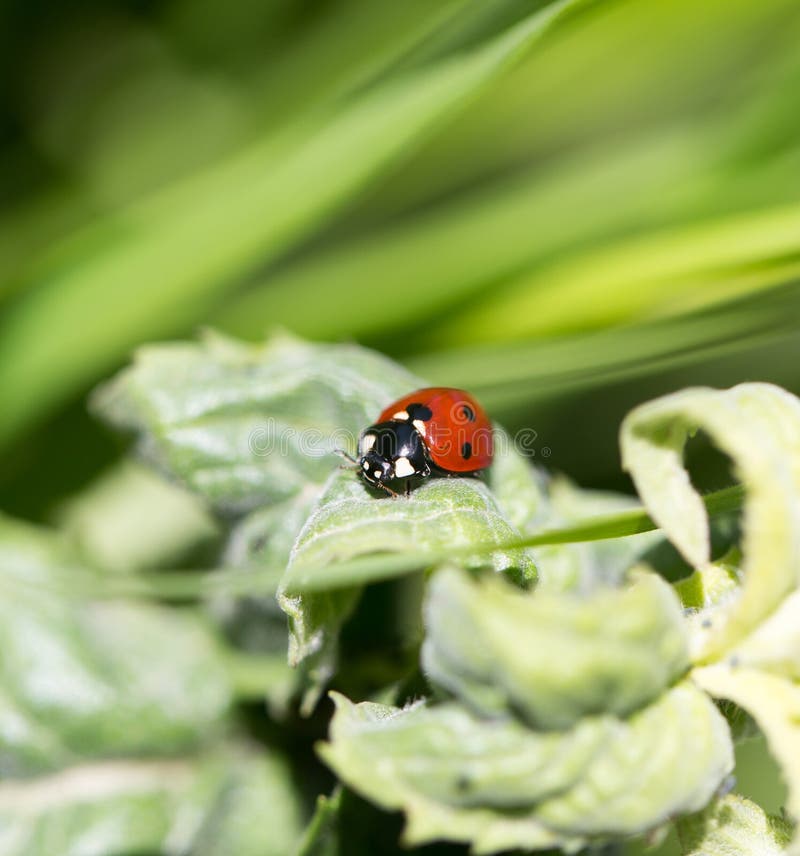 Ladybug on Grass in Nature. Macro Stock Photo - Image of beautiful ...