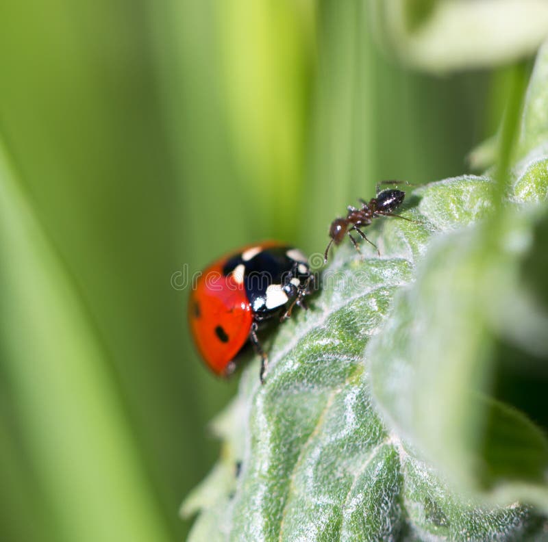 Ladybug on Grass in Nature. Macro Stock Image - Image of beautiful ...