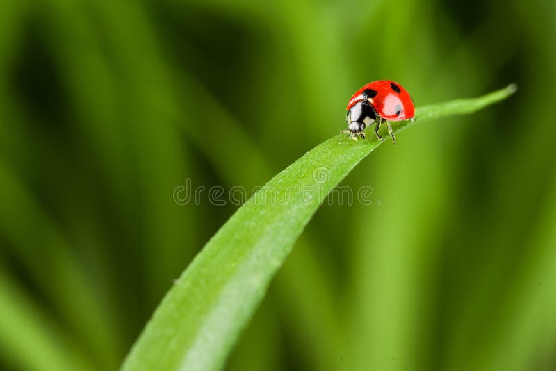Ladybug on Grass Over Green Bachground Stock Image - Image of ...
