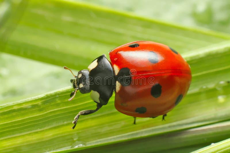 Ladybug on the grass. stock photo. Image of summer, sunny - 112773154