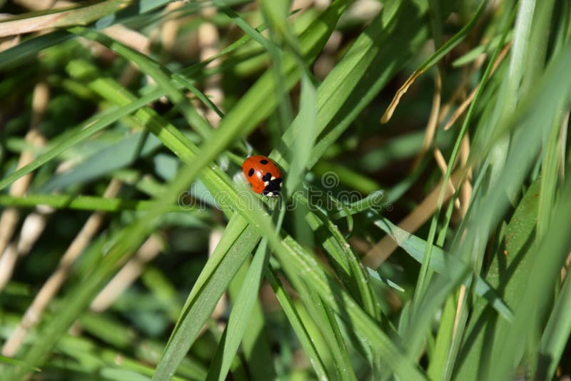 Ladybug in the grass stock photo. Image of nature, light - 74056472