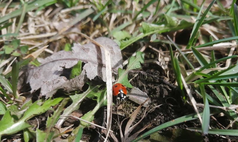 Ladybug on the Grass. Spring Beetles. Beetle with Red Shell and Black ...