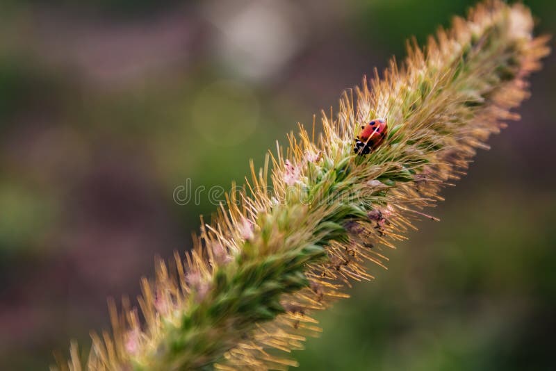 Ladybug in the grass stock photo. Image of wildflower - 206840580