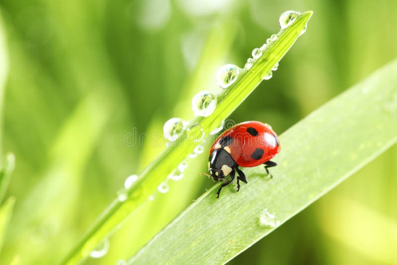 Ladybug in Grass stock image. Image of warm, light, element - 4138545