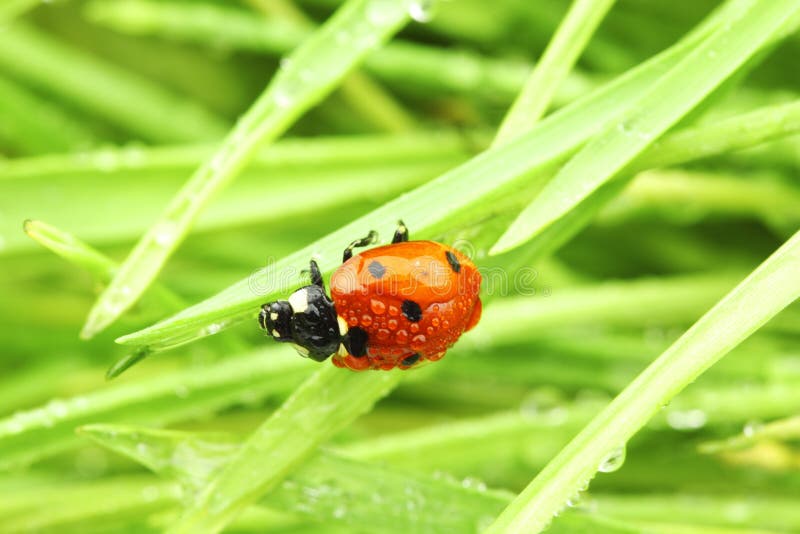 Ladybug on grass stock photo. Image of liquid, freshness - 33194502