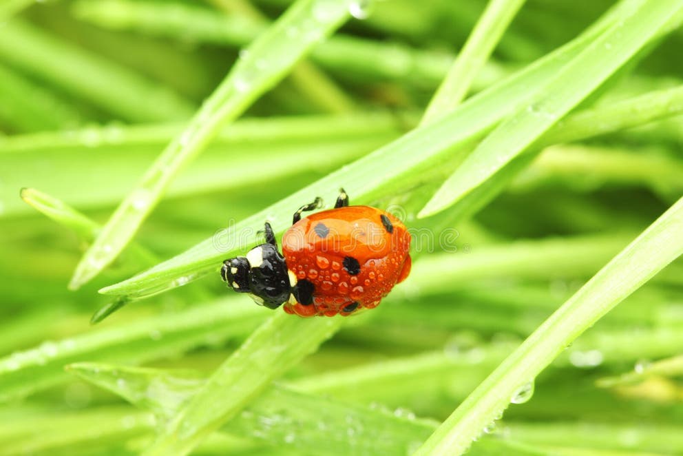 Ladybug on grass stock photo. Image of liquid, freshness - 33194502
