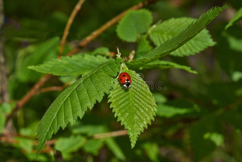Leaf Grazing Female Impala in the Rain Stock Photo - Image of rain ...