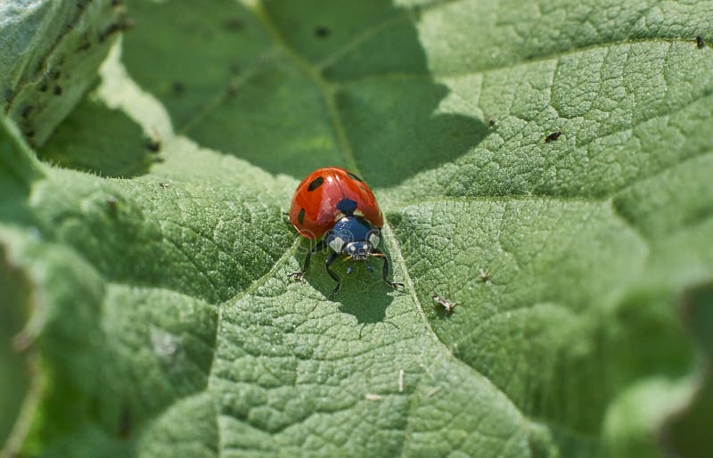 Ladybug Grazing on Green Leaf. Stock Photo - Image of insects, close ...