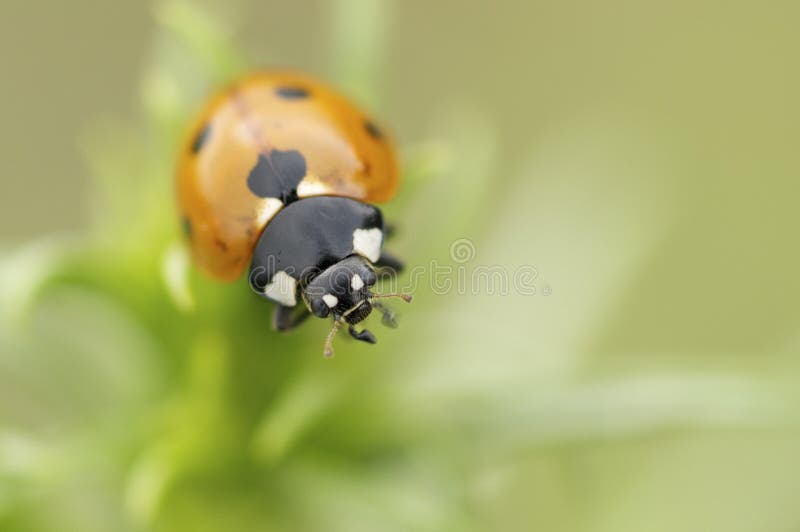 Ladybug on a Green Background Stock Image - Image of boxelder, close ...