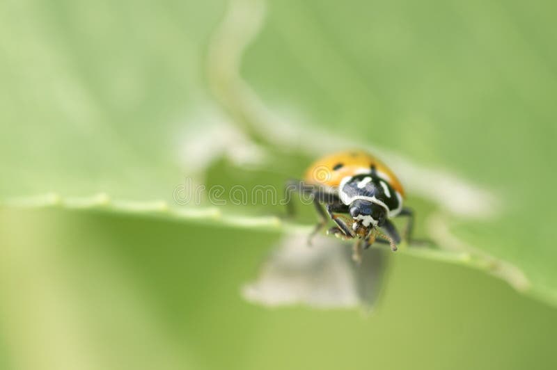 Ladybug on a Green Background Stock Image - Image of close, blade: 55699527