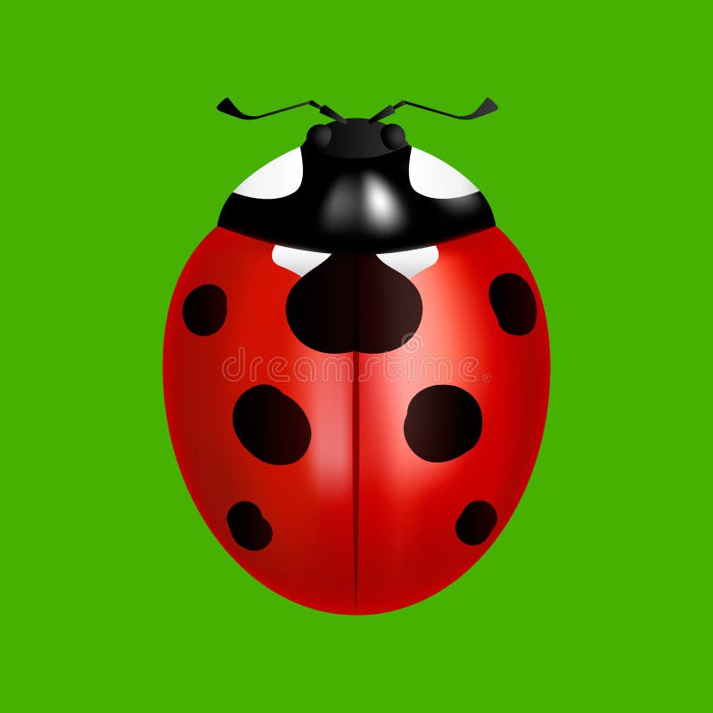 Red Ladybug Top View Stock Illustrations – 132 Red Ladybug Top View ...