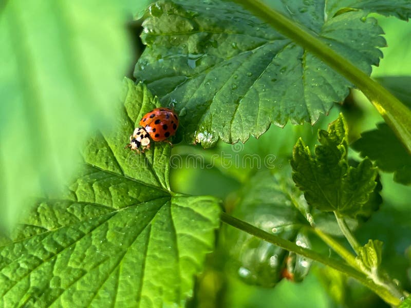 Ladybug Green Blackcurrant Leaf Rain Spring Stock Photos - Free ...