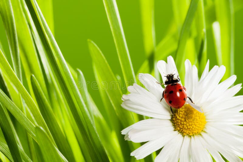 Ladybug in Grass stock image. Image of warm, light, element - 4138545