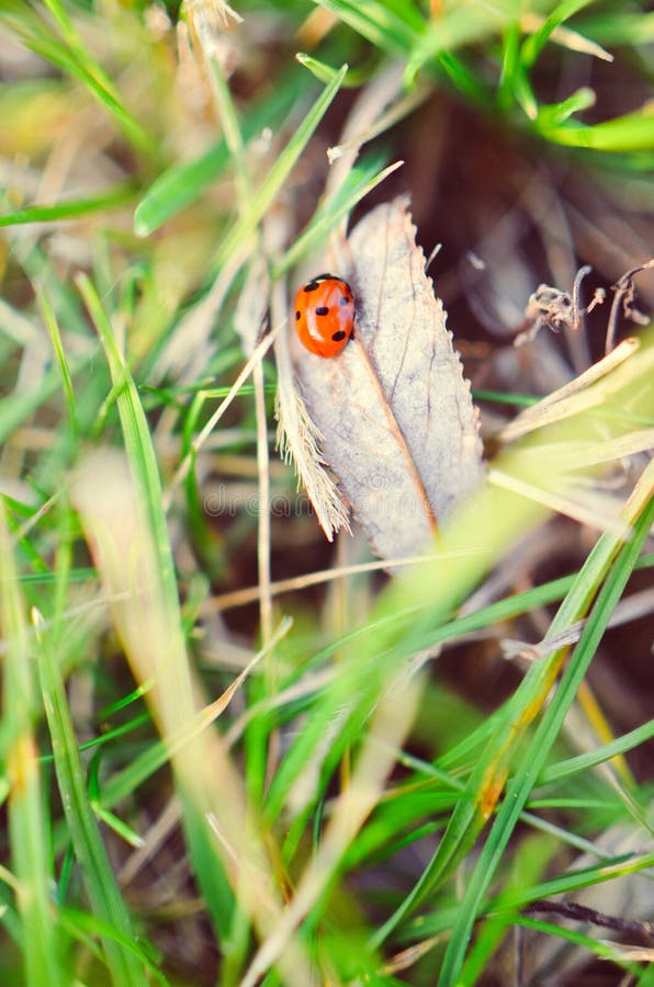 Ladybug on the green grass stock photo. Image of field - 94330646