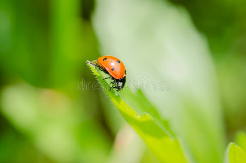 Ladybug on green grass stock photo. Image of botany - 256151972