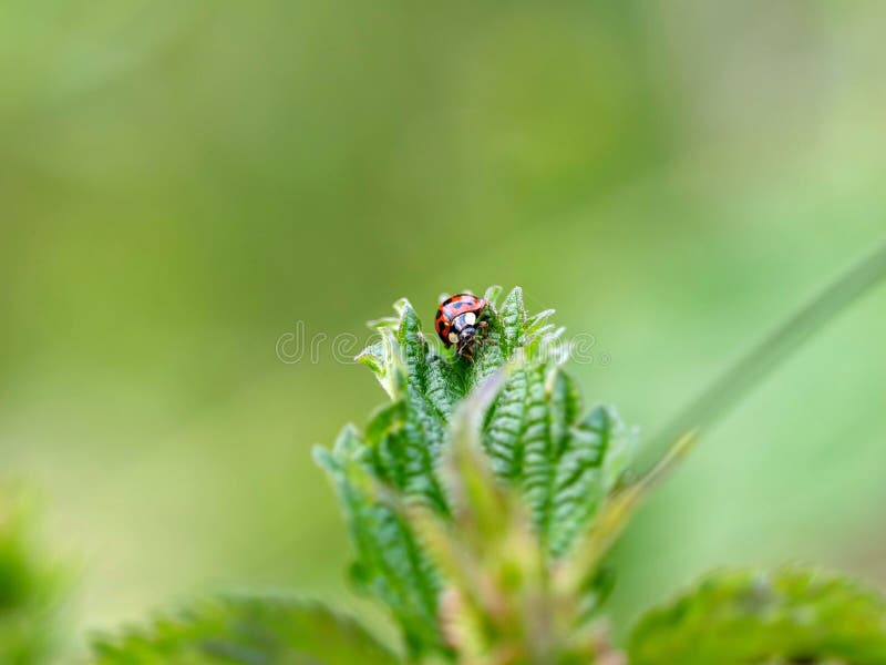 Ladybug on a green leaf stock photo. Image of artenreichtum - 388705312