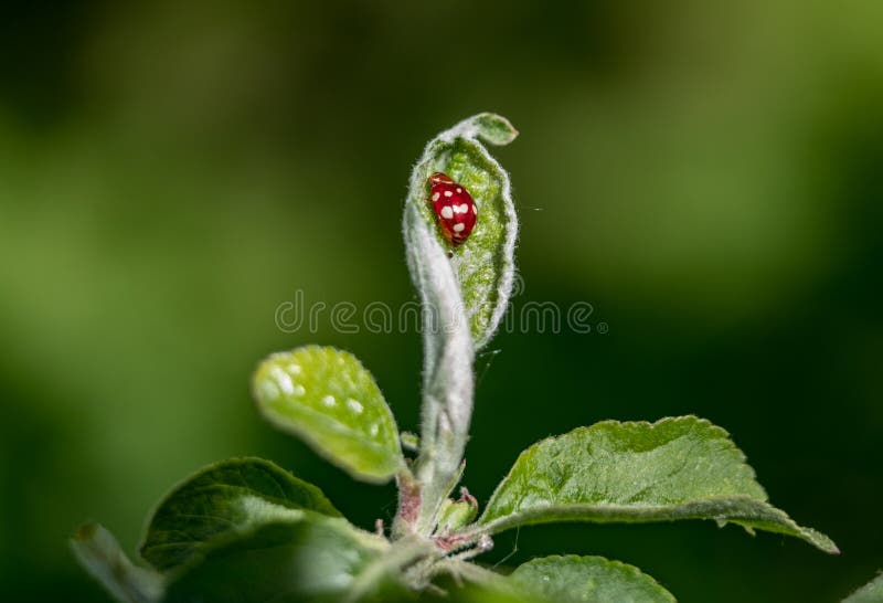 Ladybug on a Green Leaf Close Up Stock Image - Image of design, flora ...