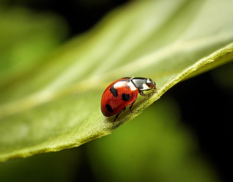 Ladybug on a Green Leaf Closeup View Stock Illustration - Illustration ...