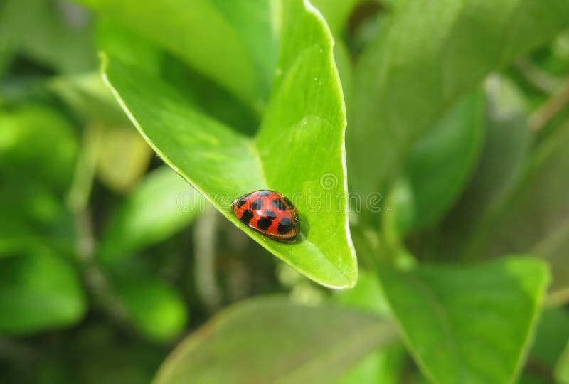 Ladybug on Green Leafs Background, Closeup Stock Photo - Image of black ...