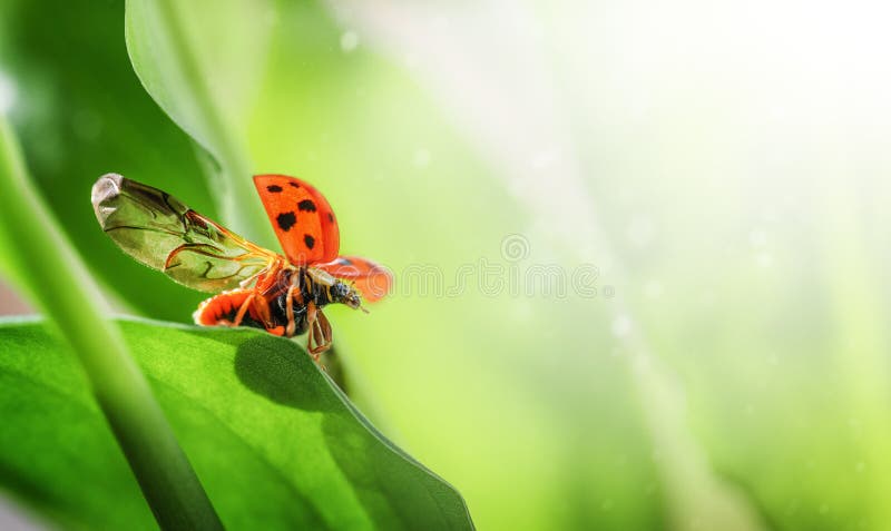 Ladybug on Green Leaf Flying Away Stock Photo - Image of green, spot ...