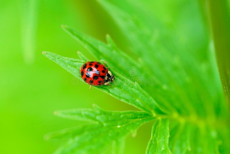 Ladybug on a Green Leaf.plant Growing and Farming . Insects and Plants ...