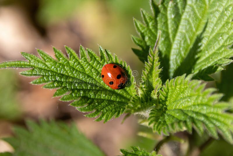 Ladybug on green leaf stock image. Image of spring, beauty - 268746151