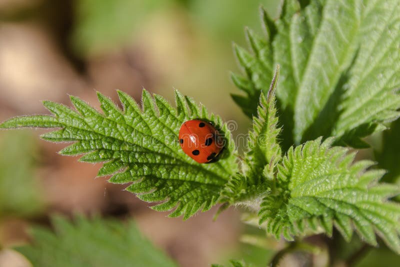 Ladybug on green leaf stock image. Image of wildlife - 268746153