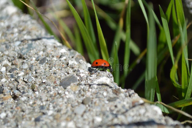Ladybug in the garden stock photo. Image of leaf, beetle - 272503376