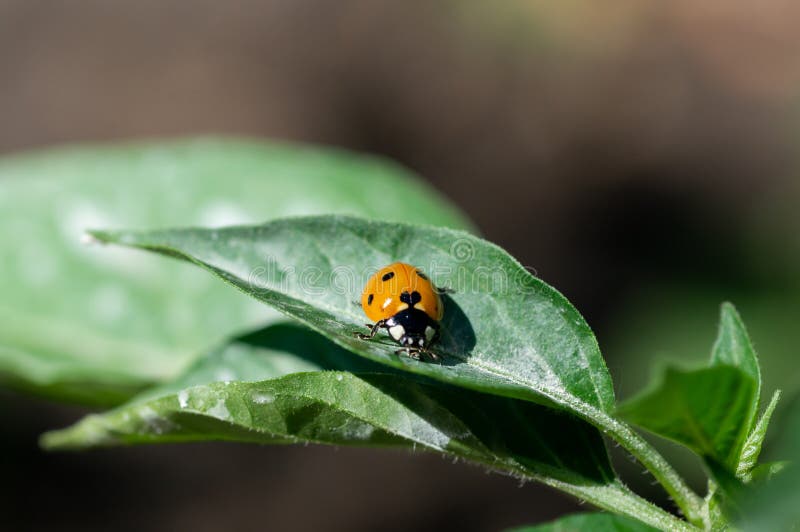 Ladybug on a green leaf stock image. Image of fresh - 366376571