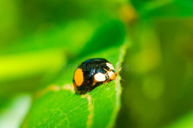 Ladybug stock photo. Image of botany, flora, natural - 34091752