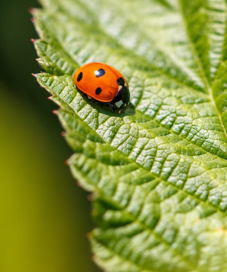 Ladybug on a Green Leaf. Macro Stock Photo - Image of summer, color ...