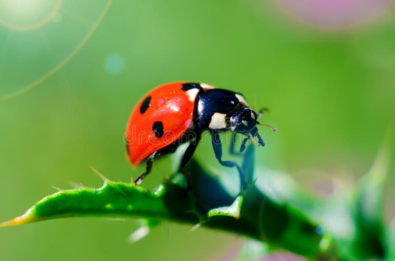 Ladybug stock photo. Image of environment, beauty, flora - 51657182