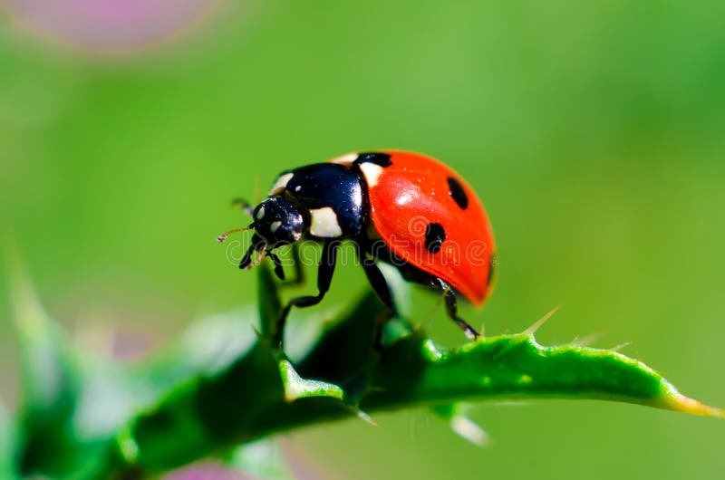 Colorful Shield Bug stock image. Image of garden, biology - 17357707