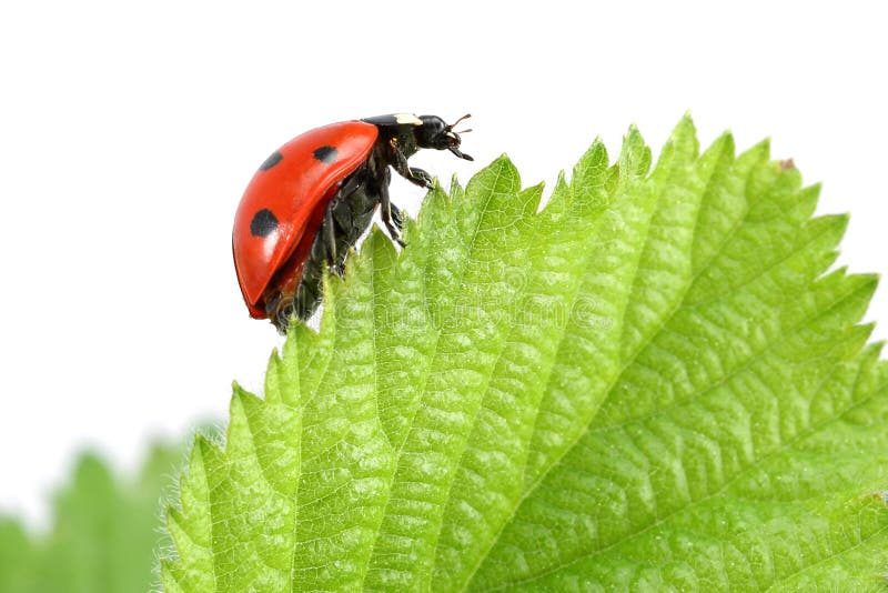 Ladybug on the green leaf stock photo. Image of grass - 136417620