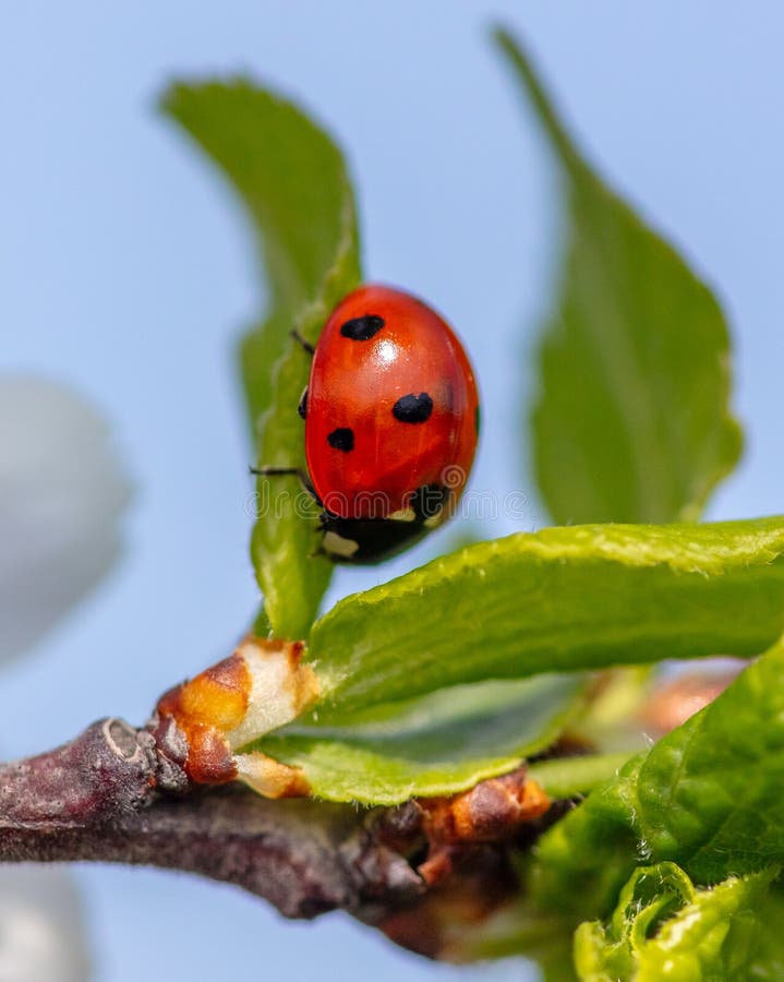 Ladybug on a Green Leaf in Spring Stock Image - Image of close, spring ...