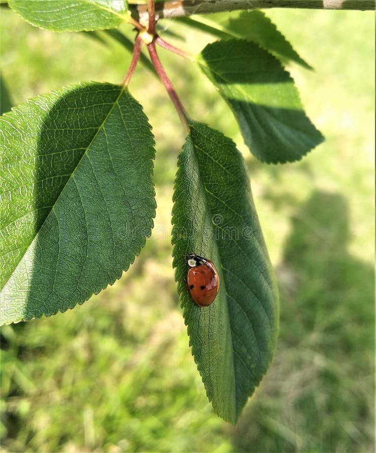 Ladybug on a summer day stock image. Image of insect - 216054573