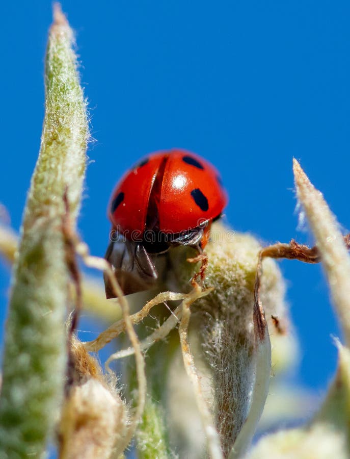 Ladybug on a Green Leaf of a Tree. Stock Image - Image of insect ...