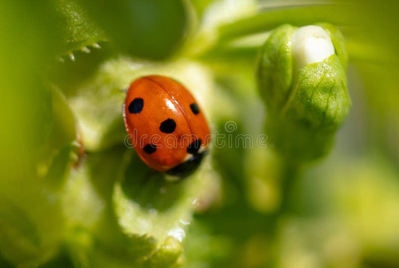 Ladybug on a Green Leaf of a Tree. Stock Photo - Image of black, wild ...